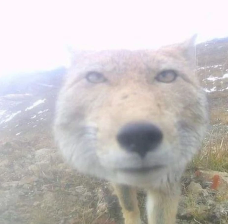 Something Silly I Thought I Wanna Share Lol | Fandom