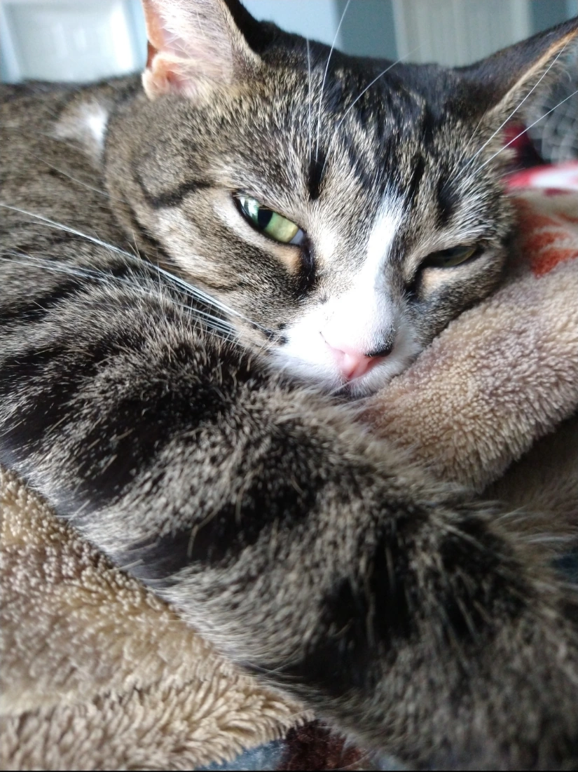 Just to clarify some stuff | Fandom