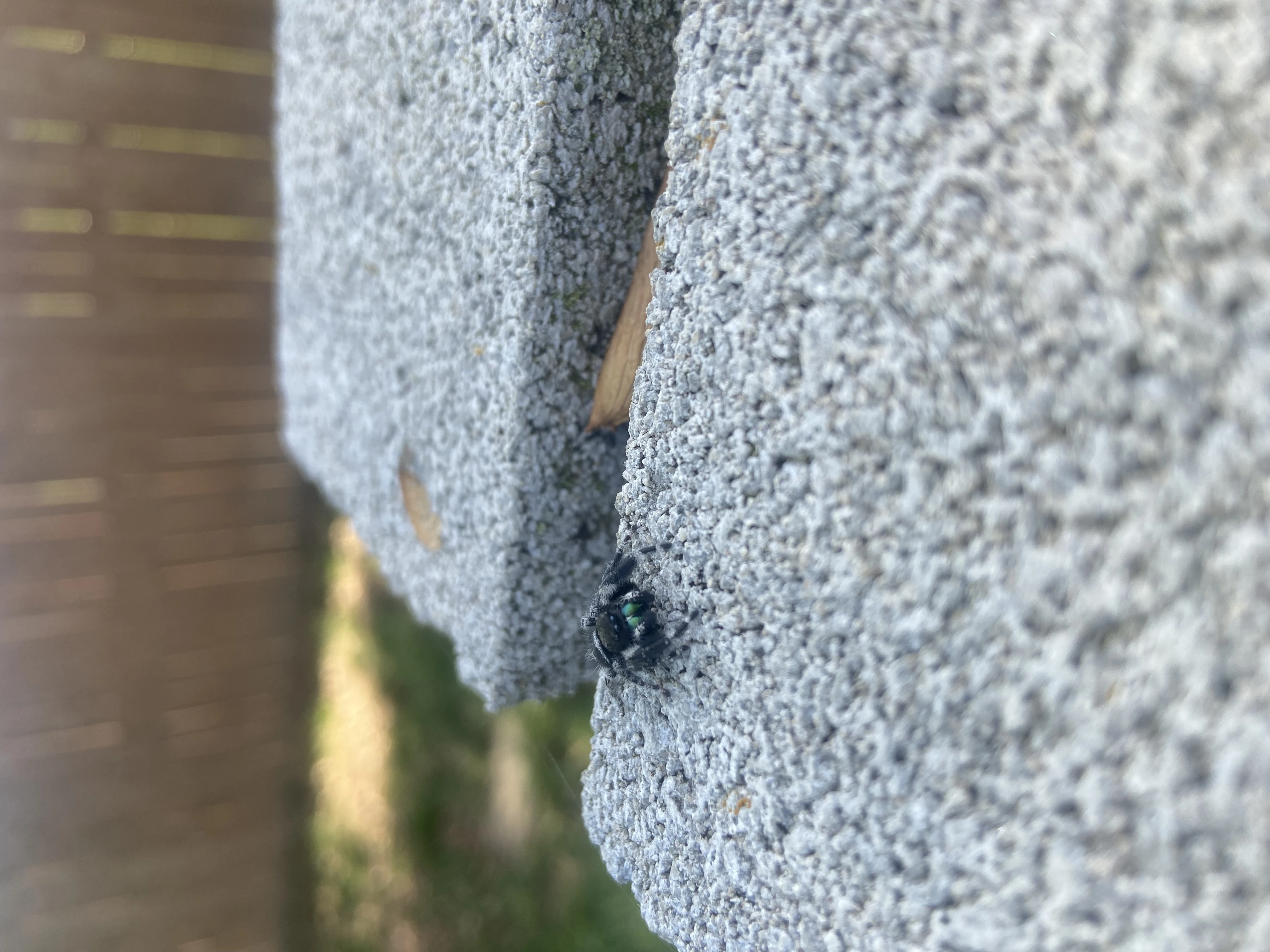 JUMPING SPIDER :DD | Fandom