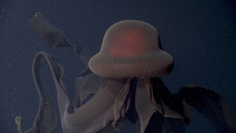 The devs should use this jellyfish as inspiration for a new creature ...