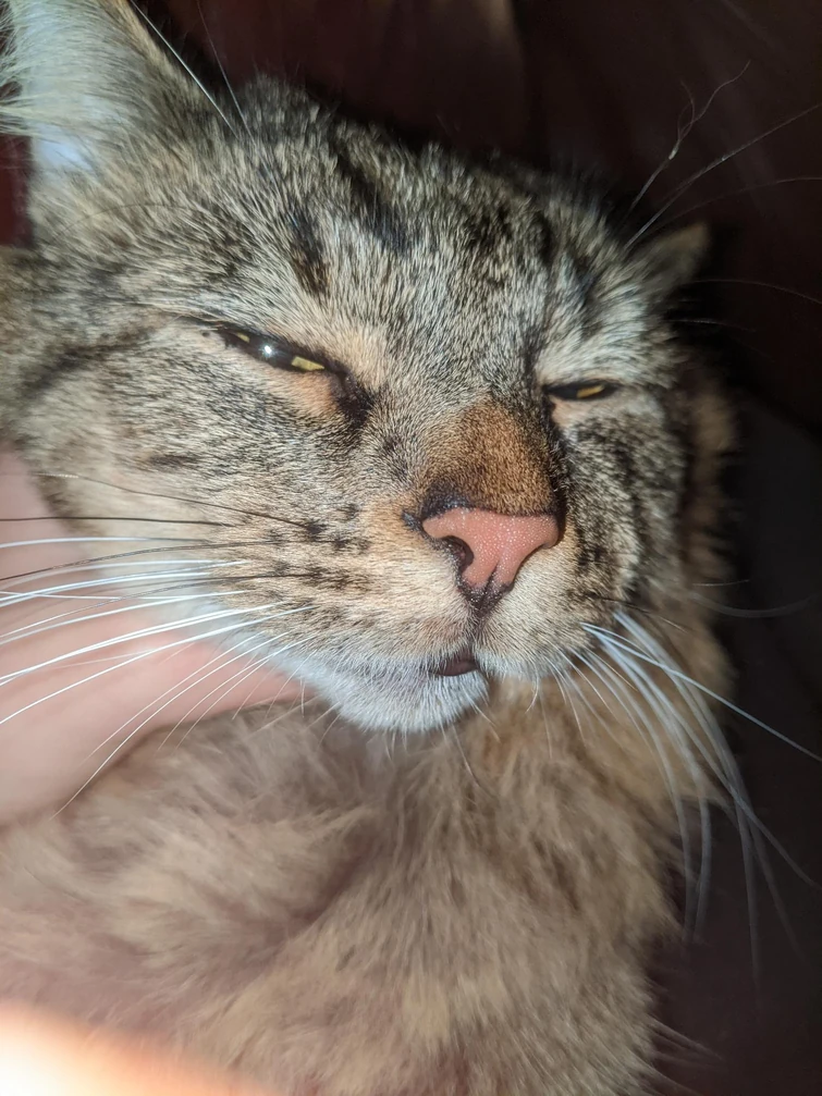 My pet kitteh cat looking at my bfdi dog🗿🗿🗿 | Fandom