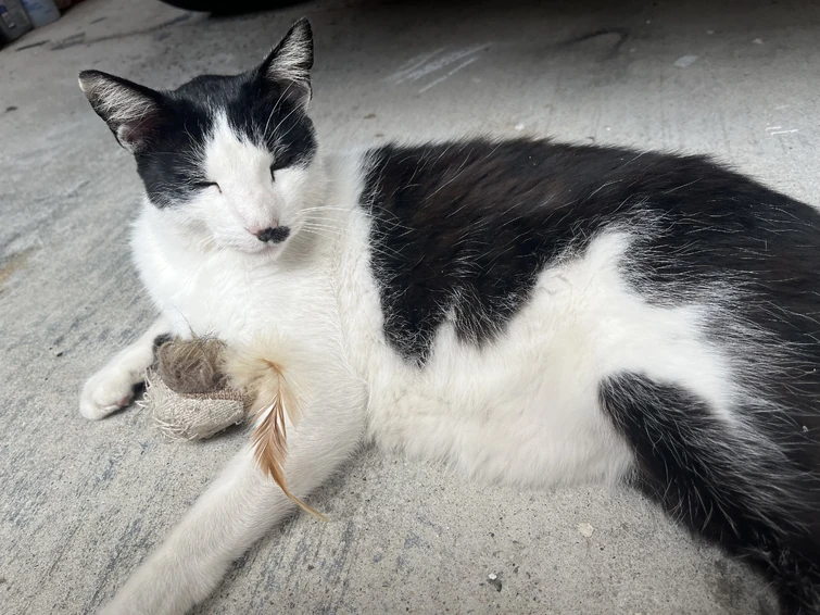 hi hello hey guys | Fandom