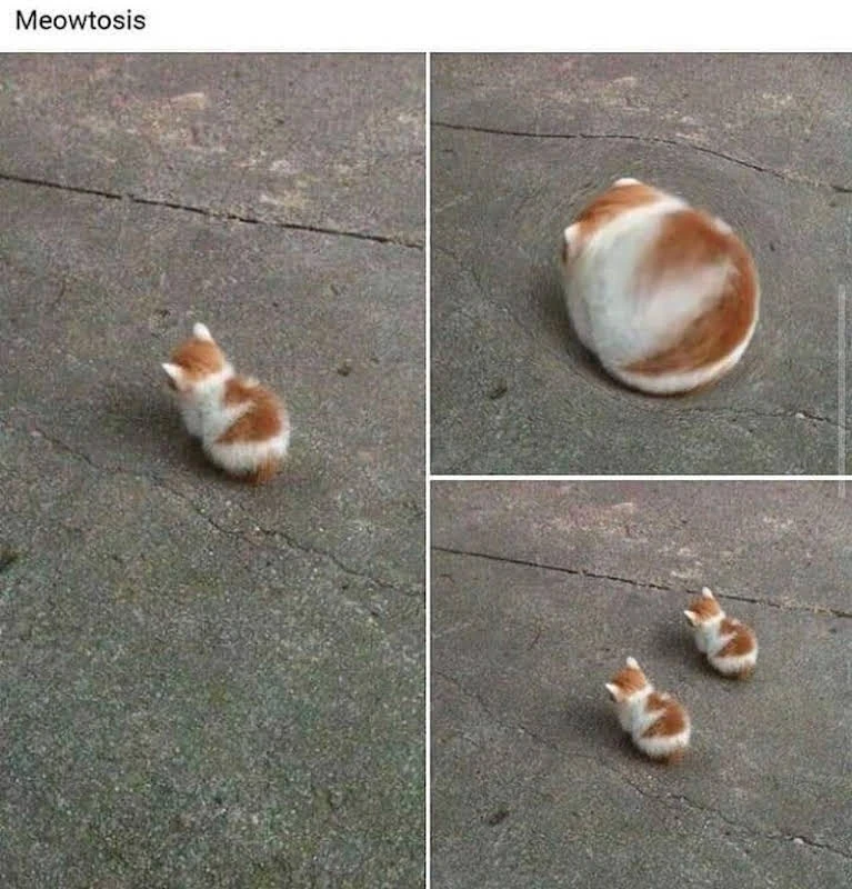 MEOWTOSIS | Fandom