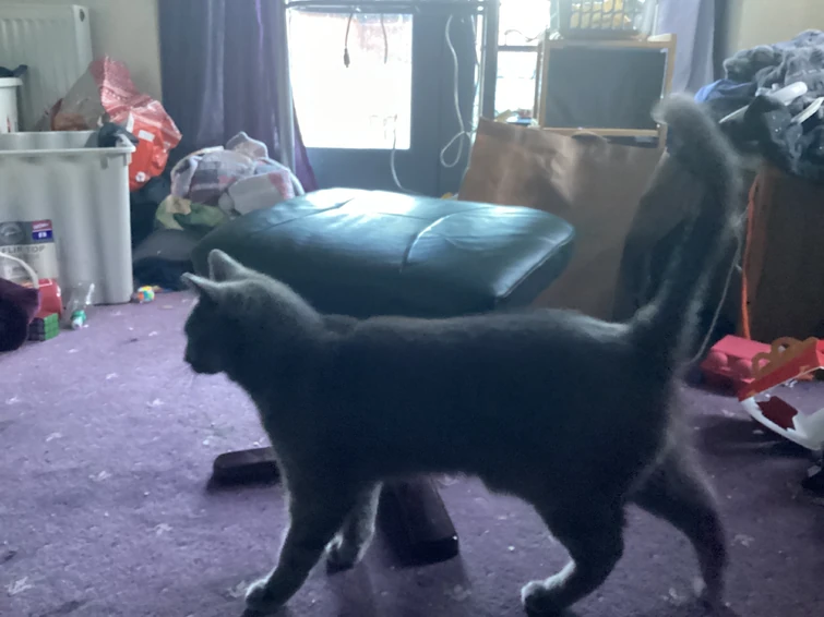 uhh my cat looks liek s sprunki character... | Fandom