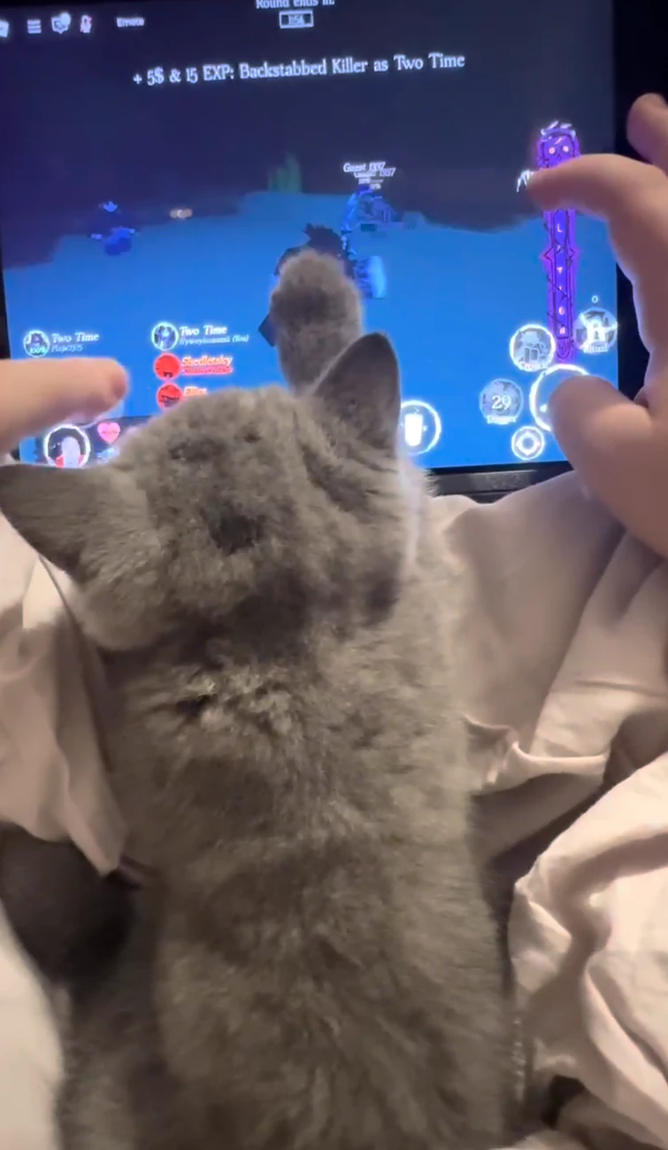 did you know my cat is named after elliot | Fandom