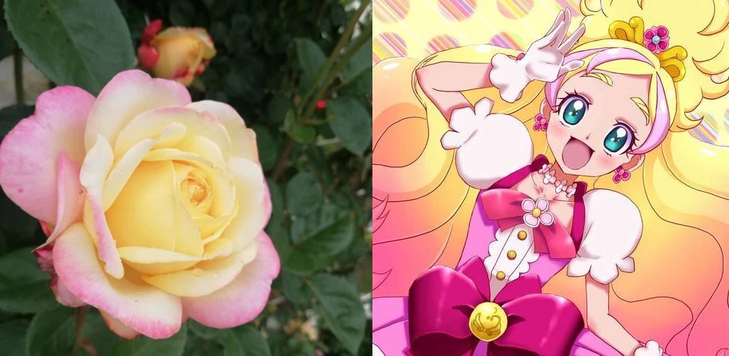 The rose I photographed looked like Cure Flora/Haruka Haruno | Fandom