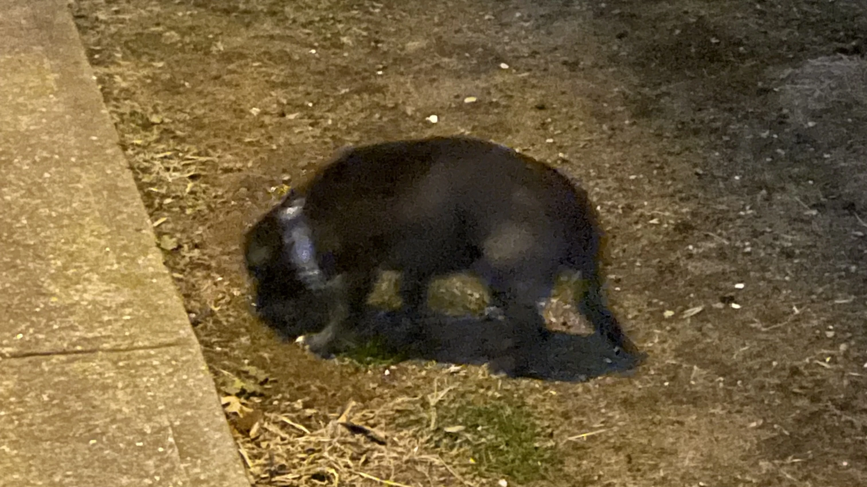 Daily Post - Issue 166 | Fandom