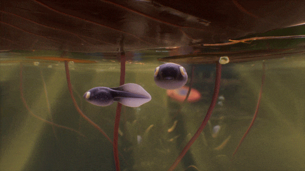 Just take a minute to appreciate how cute tadpoles are! | Fandom