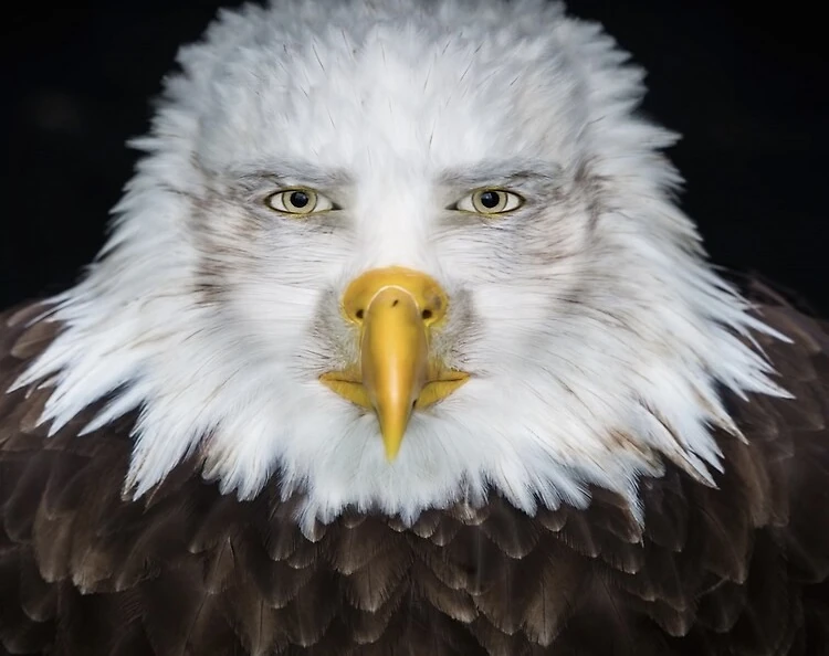 how i look at the king of ravenna: (hes a “chill” and “nonchalant” guy ...