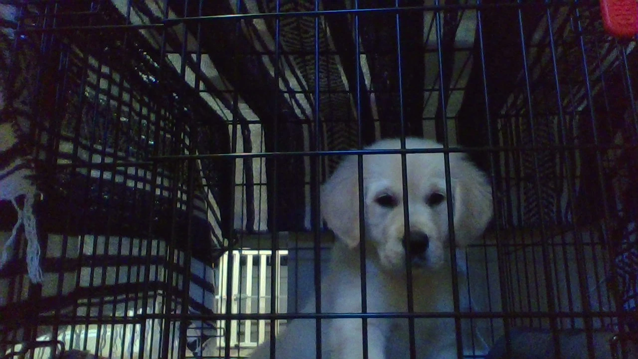 My dog part 2 | Fandom