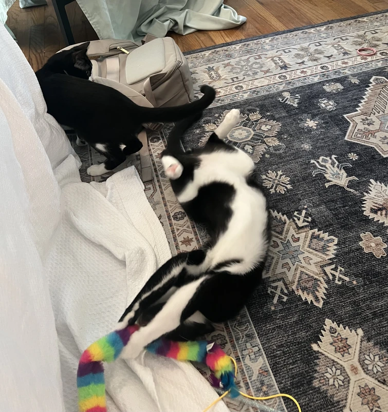 *NEW* Daily Cat Image #014 | Fandom