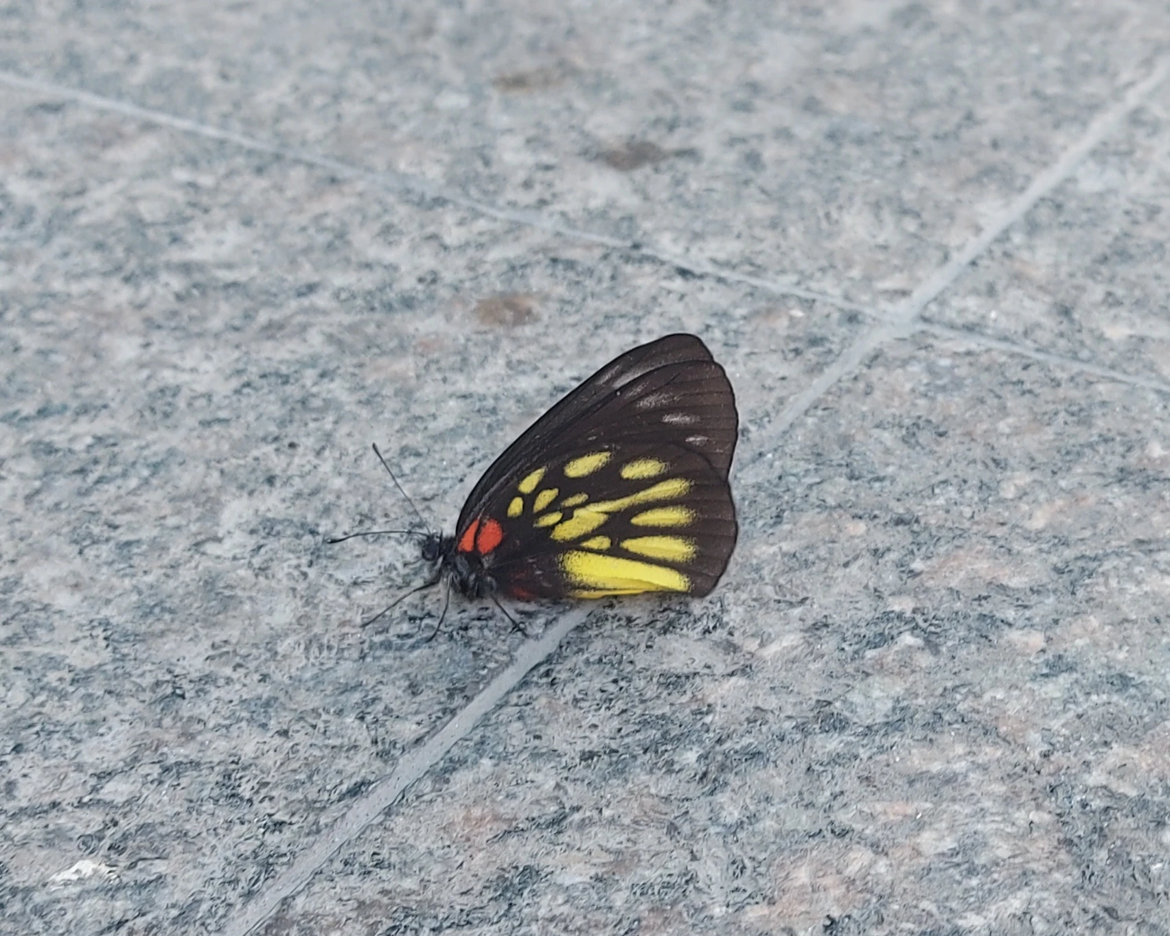 these butterflies are literally everywhere | Fandom