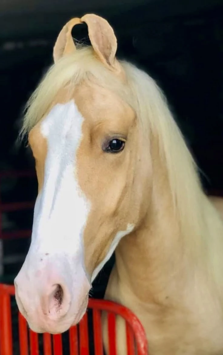 Why does this marwari have the sweetest face ever | Fandom