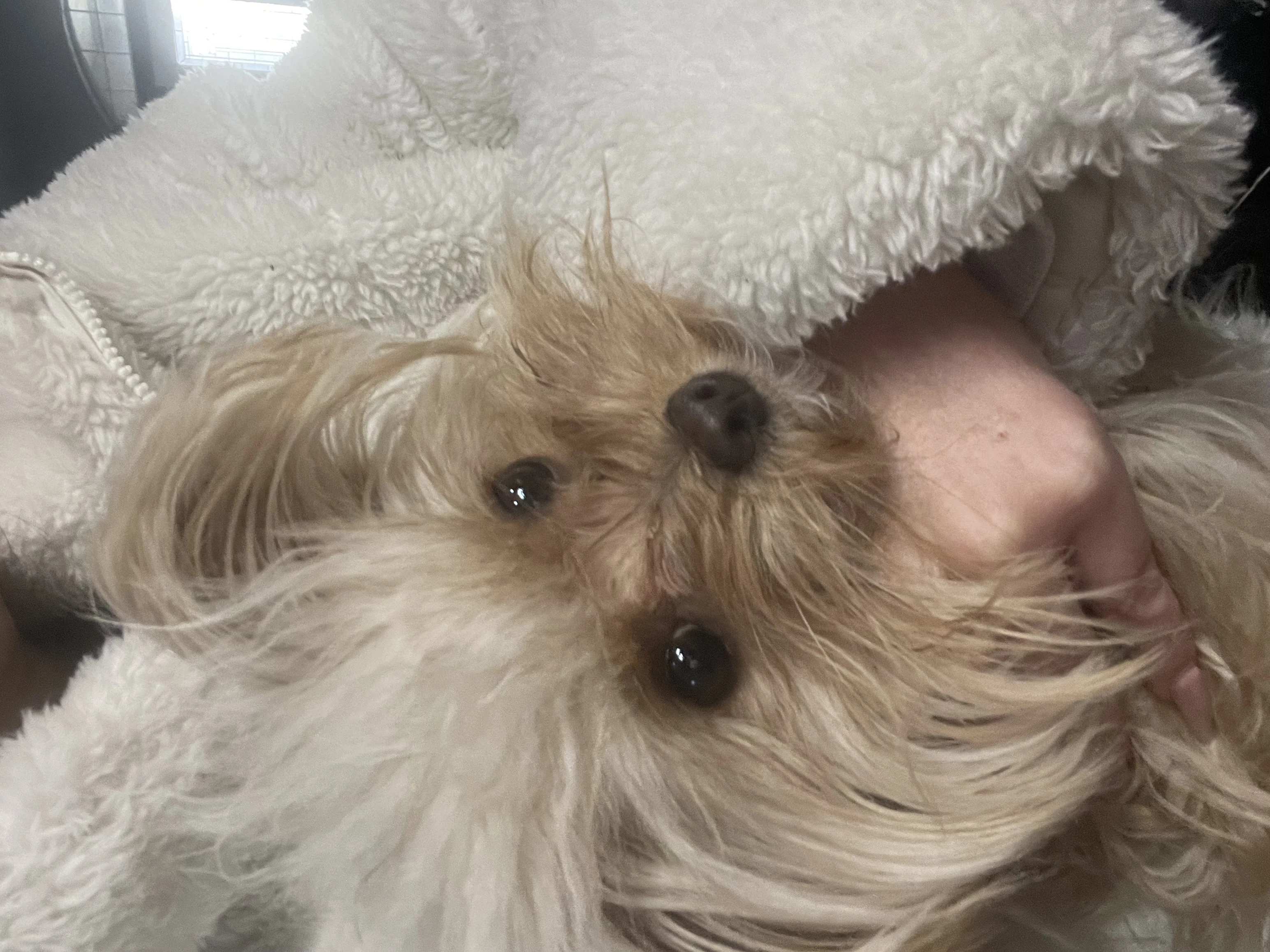 Buh buh buh buh | Fandom