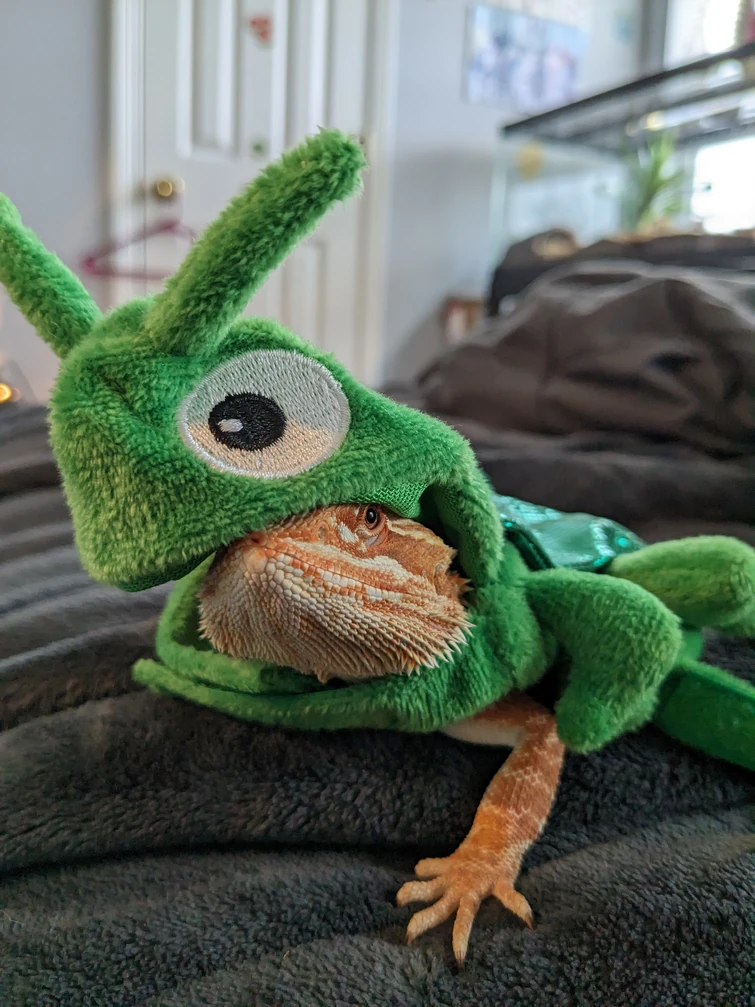 Lizards can have fashion too | Fandom
