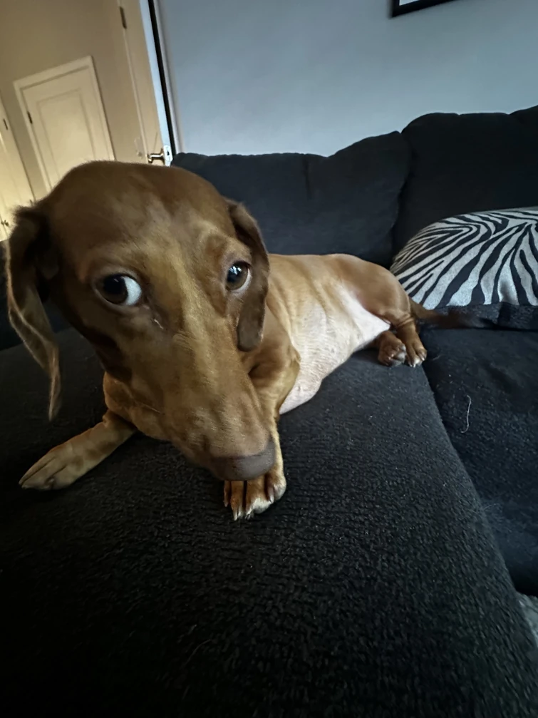 some goofy ahh pictures of my dog | Fandom