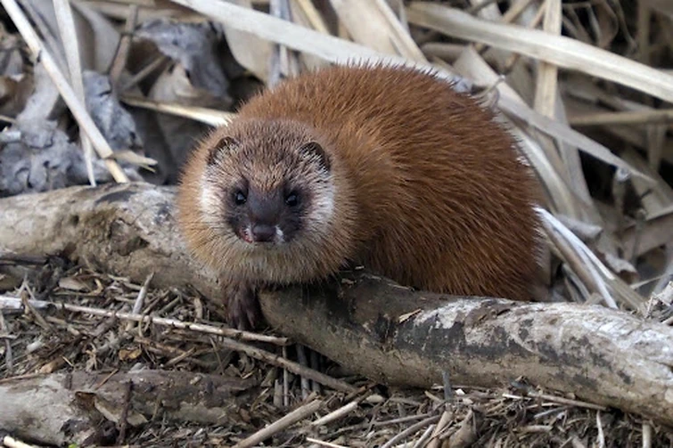 Explanation about the animals that appear in Wonderful Pretty Cure episode 1 (weasel and turtle ...