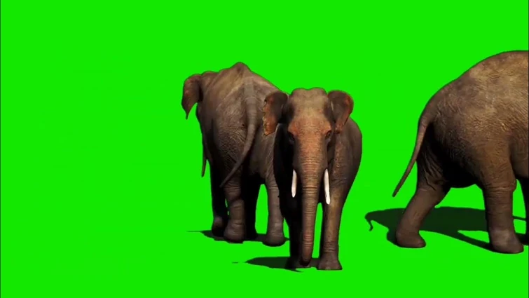 Elephant green screen effect. | Fandom