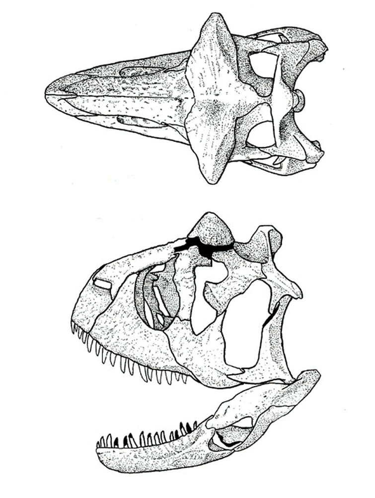 Carnotaurus skull | Fandom