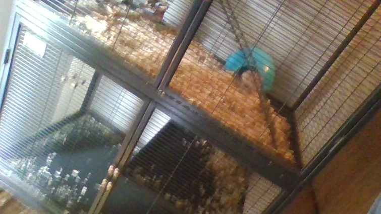 Ratty the rat | Fandom