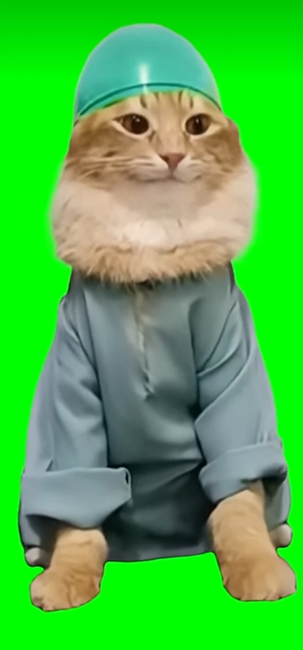 Muslim Cat :3 | Fandom