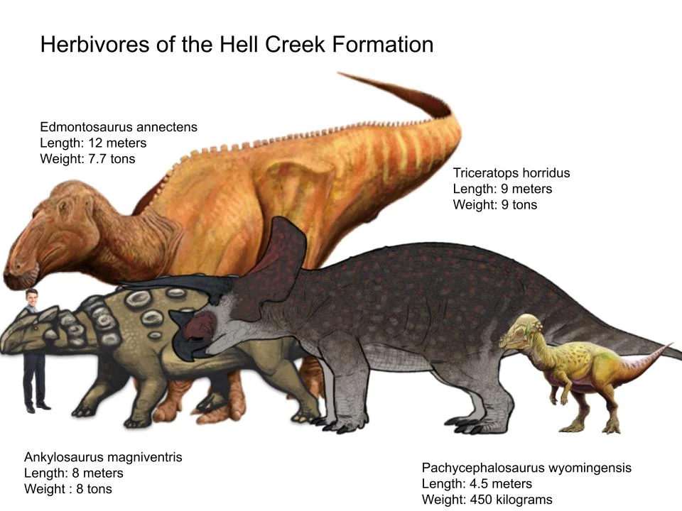 First attempt at making a size comparison with actual scaling | Fandom