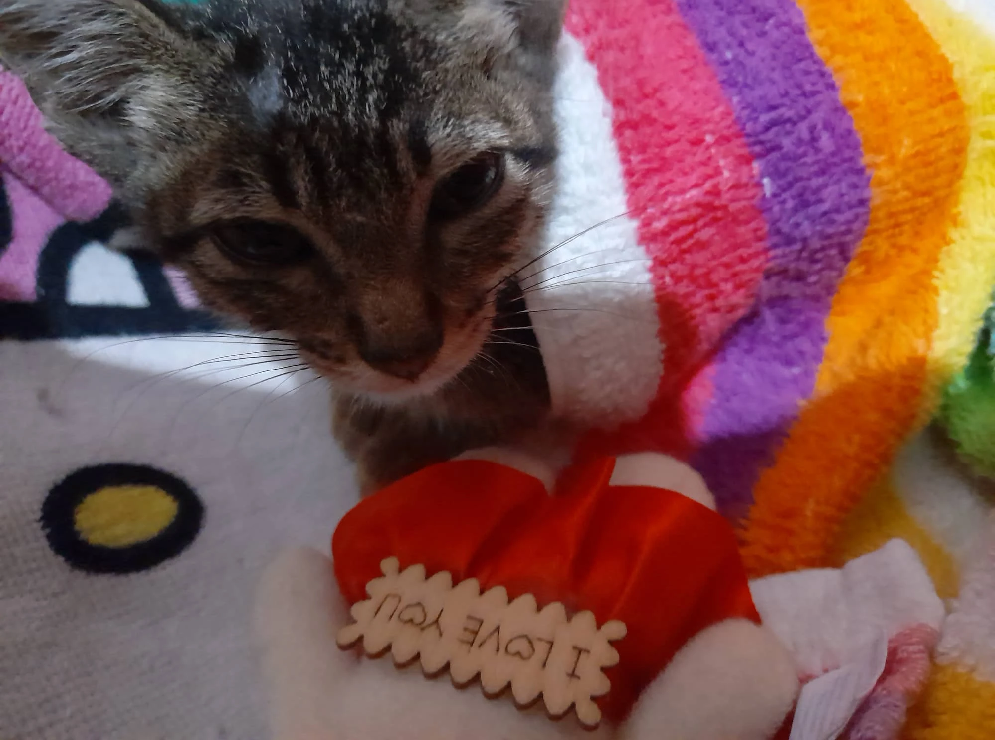 this cat is trying to tell you who joe is | Fandom