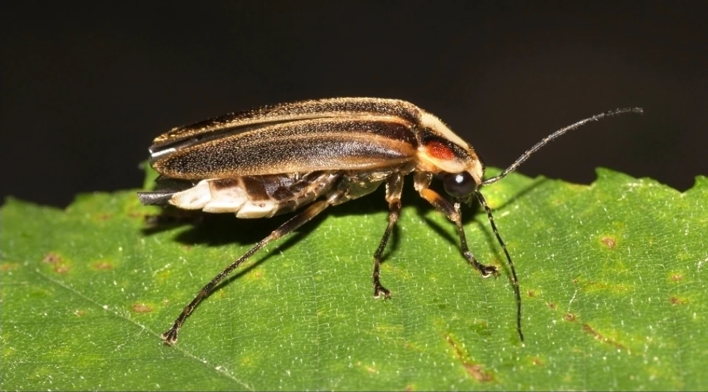 What creature looks like this insect? | Fandom