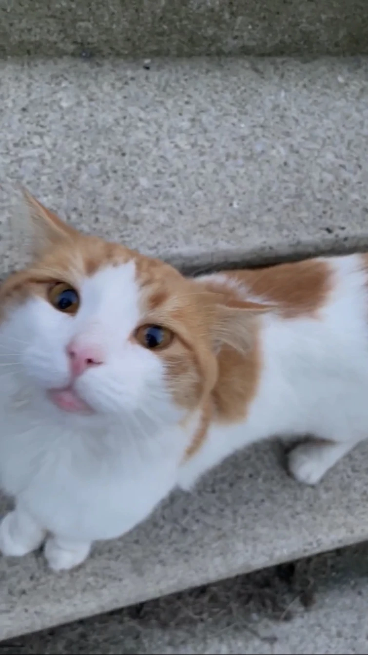 Pictures of my cats : ) | Fandom