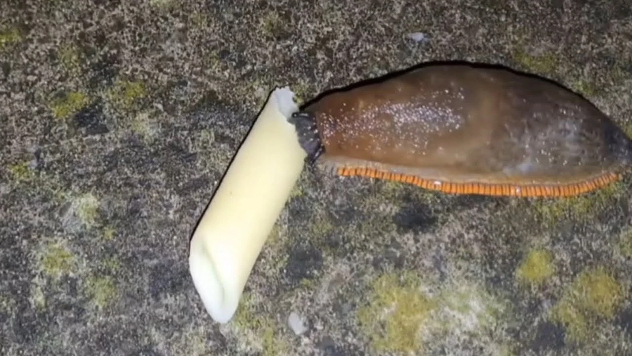 slug eating pasta | Fandom