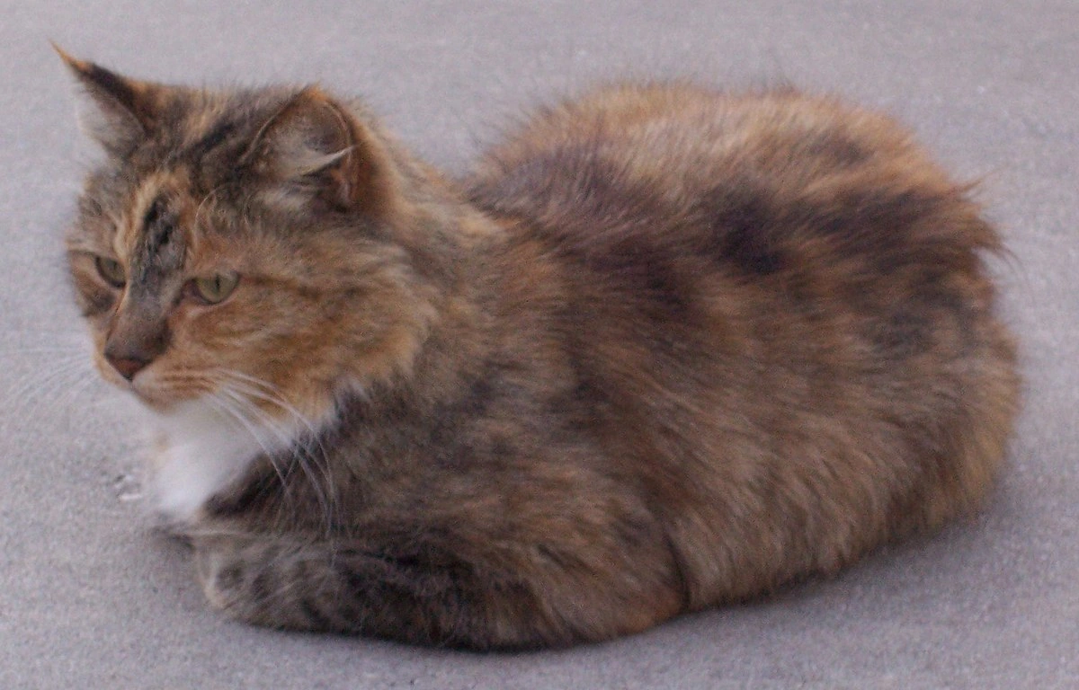 Look at this Maine coon (or is it a Manx?) loafing!! | Fandom