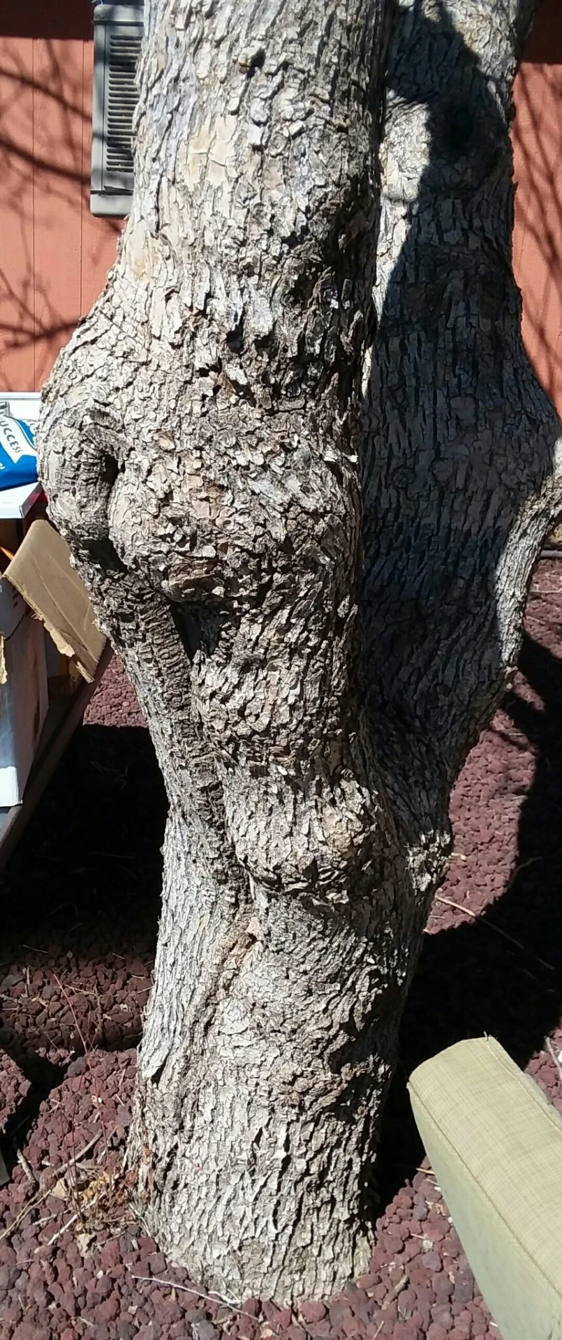 the butt tree | Fandom