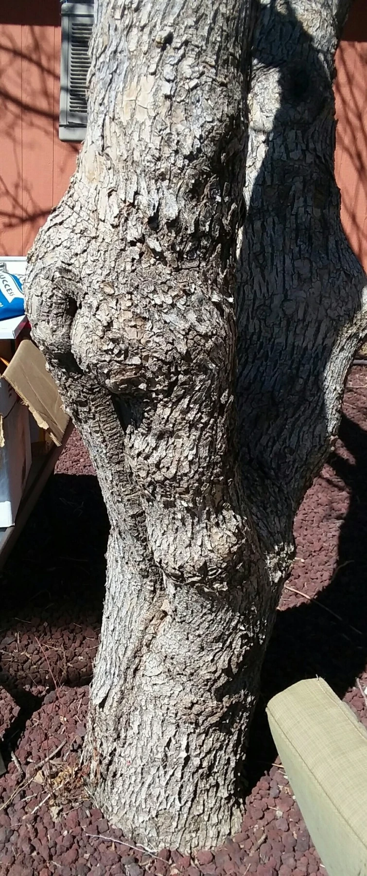 the butt tree | Fandom