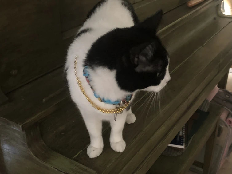 DRIP CAT DRIP CAT DRIP CAT DRIP CAT DRIP CAT DRIP CAT DRIP CAT DRIP CAT ...