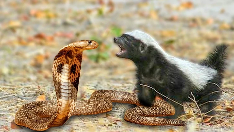 Discuss Everything About The Lion Guard Wiki | Fandom