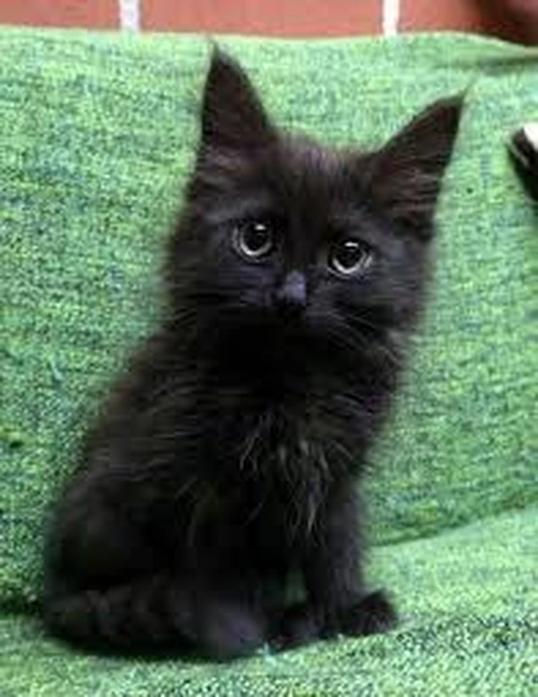 Pick a animal | Fandom