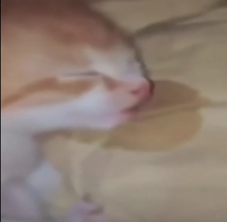 hi uh, Give me random ass images. | Fandom