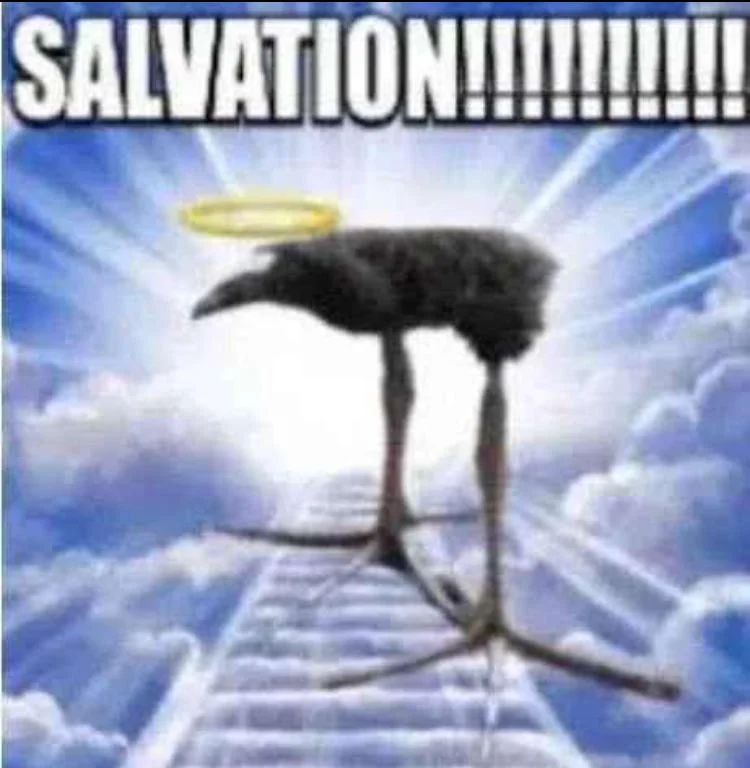 I need to stop with the pukeko bird meme | Fandom