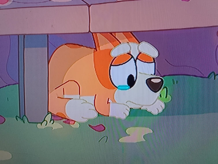 Discuss Everything About Bluey Wiki | Fandom
