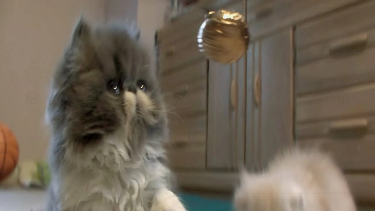 The kitten got the Snitch, the team wins!!! | Fandom