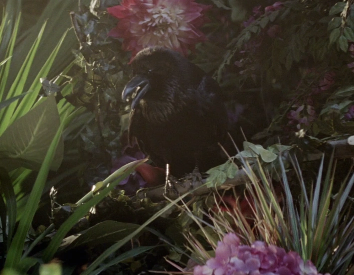 Hugin | Wikia Shadowhunters BR | Fandom