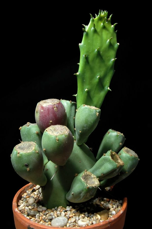 Category:Cacti of South Carolina | Cactus Wiki | Fandom