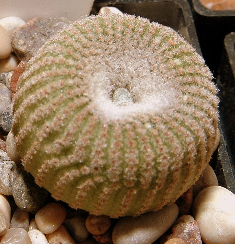 Yavia cryptocarpa | Cactus Wiki | Fandom