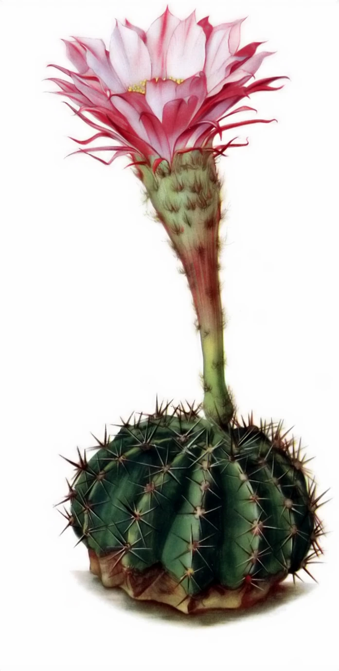 Category:Cacti with Red flowers | Cactus Wiki | Fandom