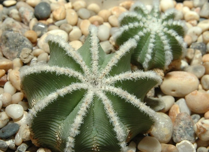 Aztekium hintonii | Cactus Wiki | Fandom
