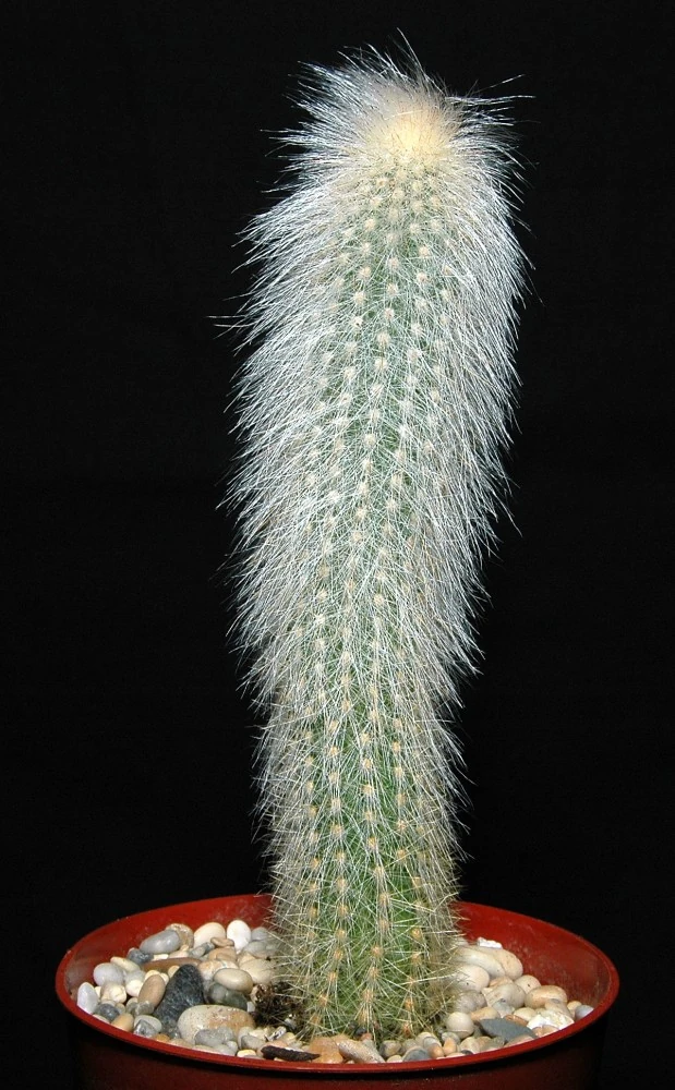 Cleistocactus strausii | Cactus Wiki | Fandom