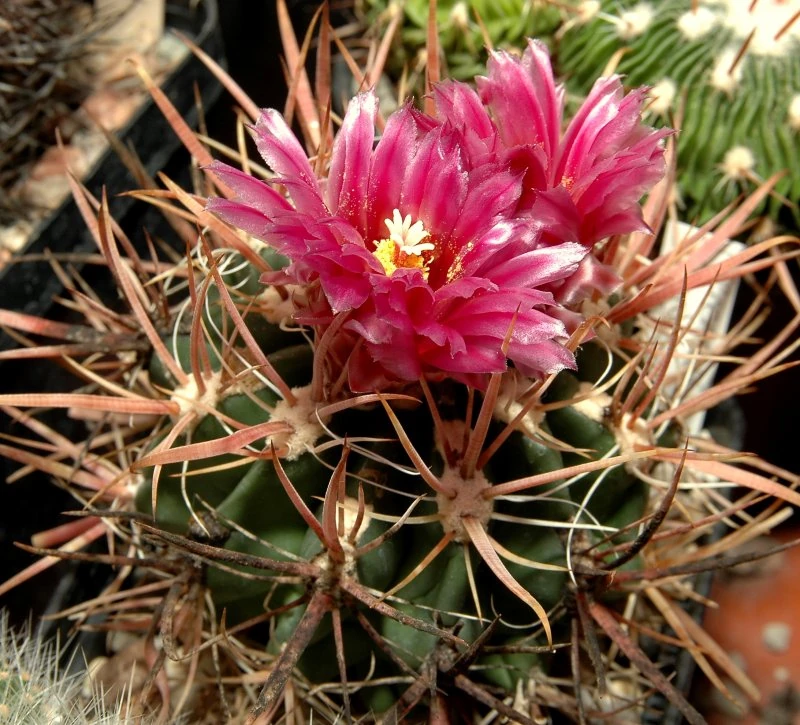 Ferocactus fordii | Cactus Wiki | Fandom