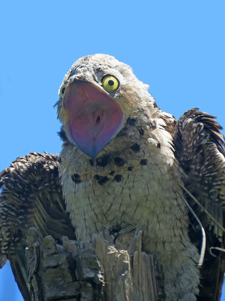 So y’all know that derpy potoo head? Follow-up question, have you seen ...