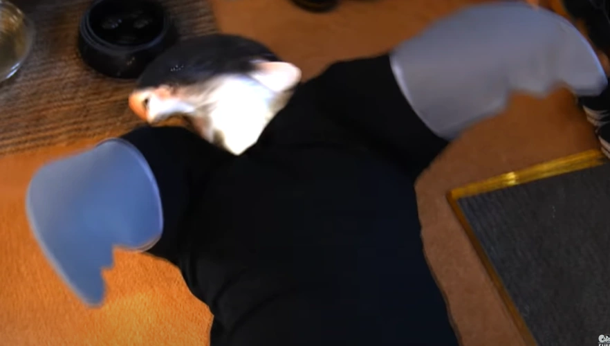 Coddicarus | Caddicarus Wiki | Fandom