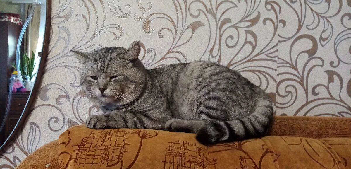 Put the template/infobox | Fandom